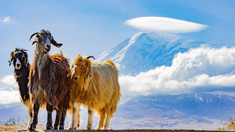 Turkish Hair Goat - Breed Profile - Goat Journal